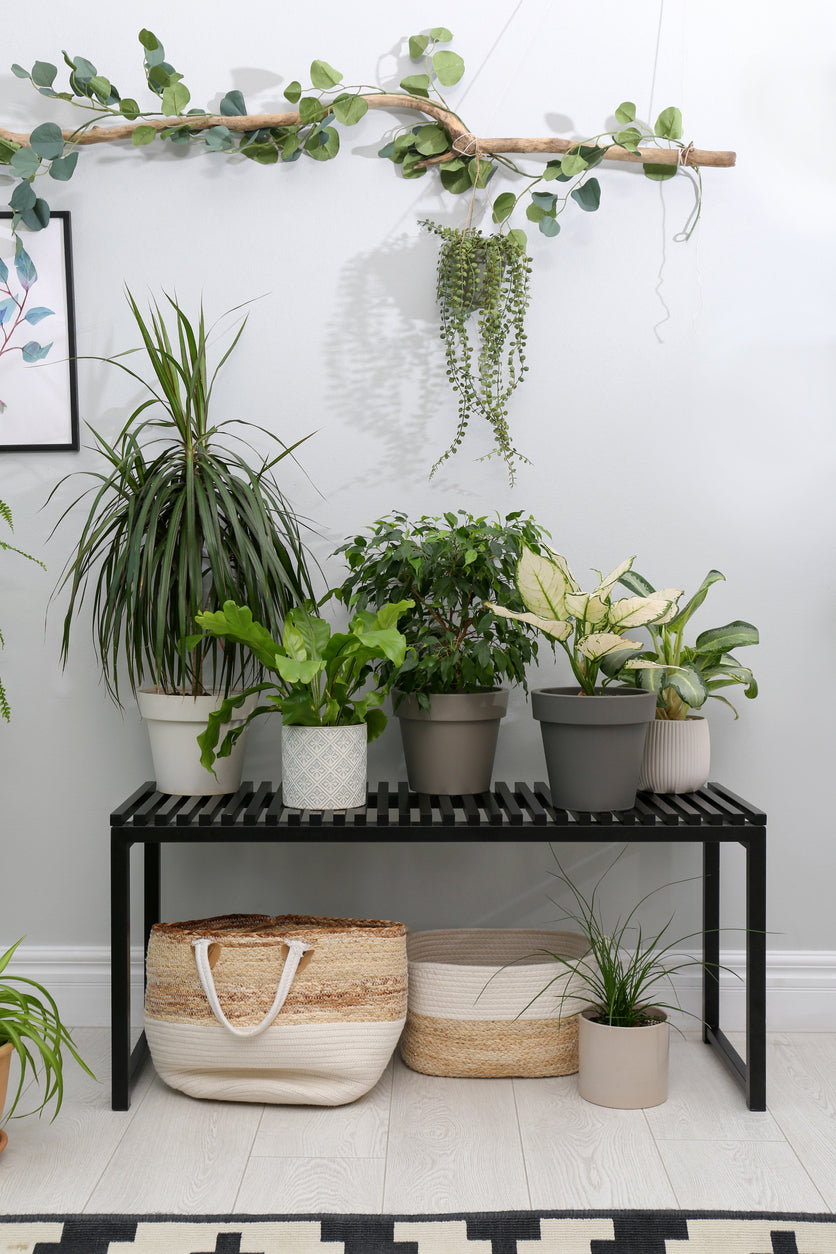 Plants & Terrariums – Roots N Relics